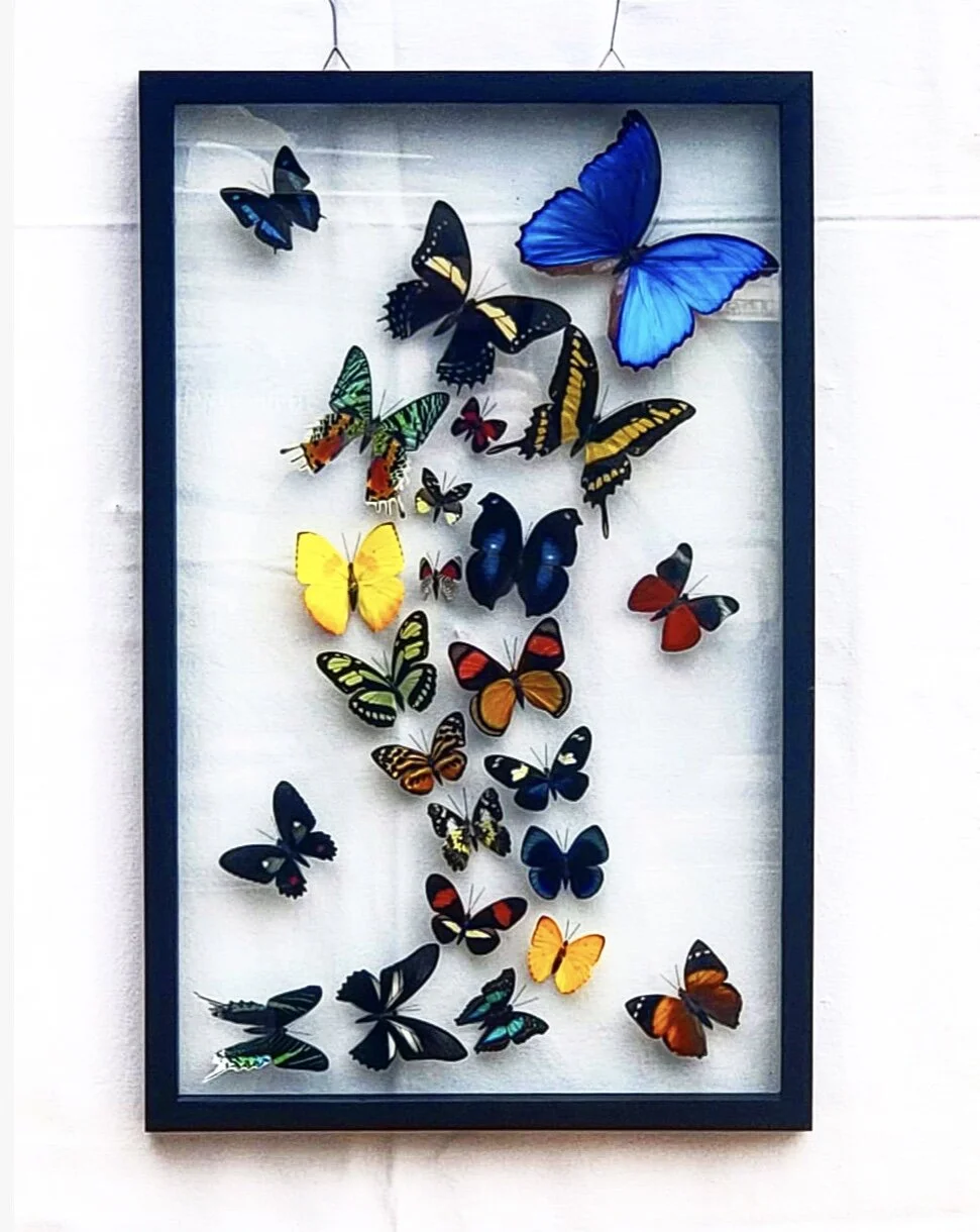 Charleston Butterflies
