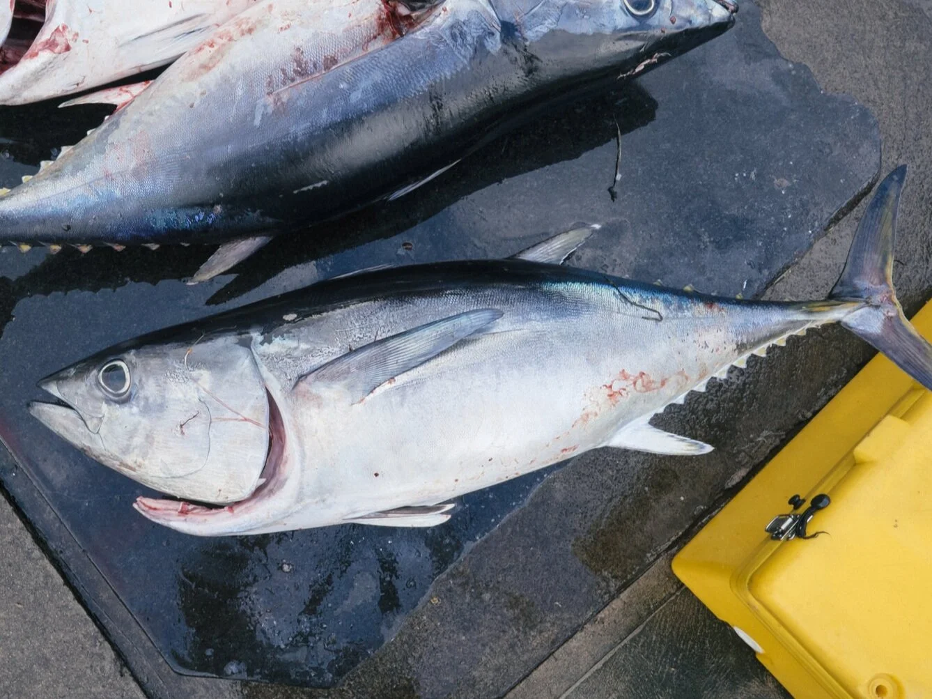 Chatham Pier Fish Market