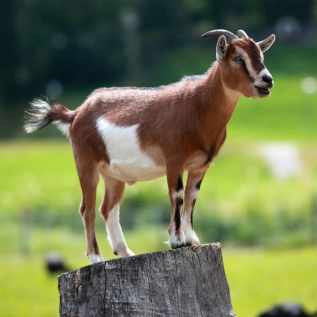 Scapegoat Wordorigins