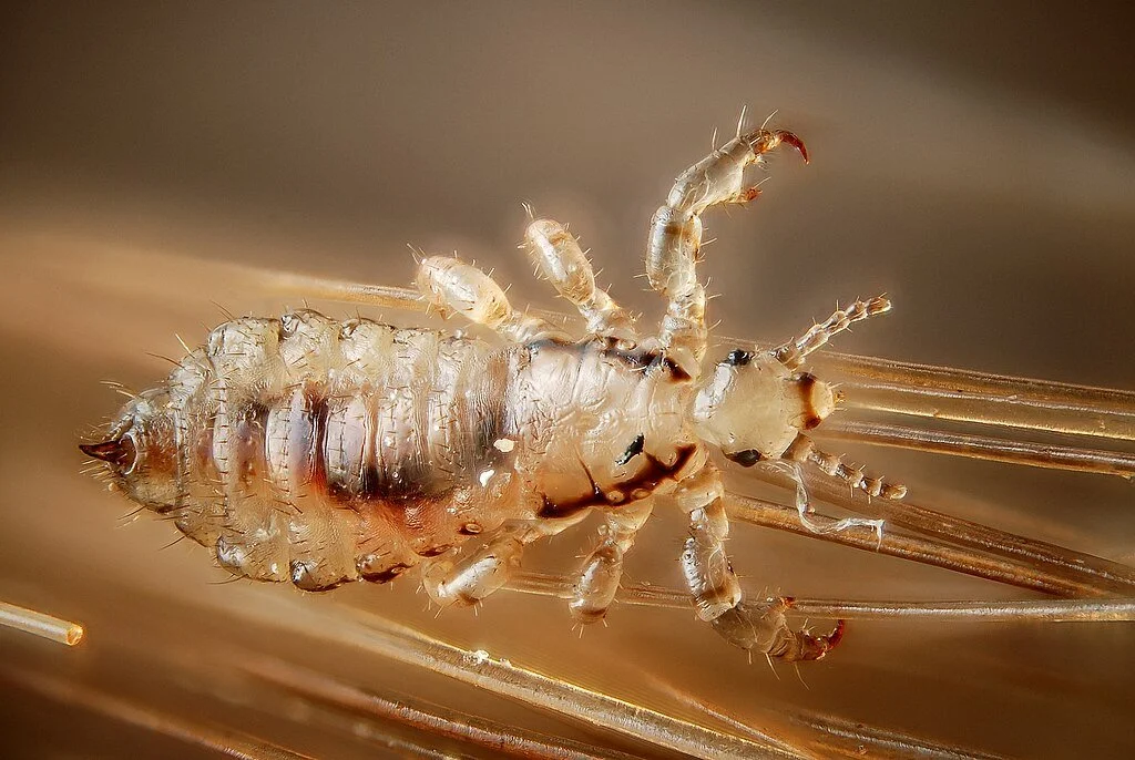 louse / lousy / louse up — Wordorigins.org