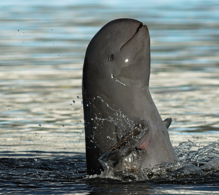 Mekong River Dolphin
