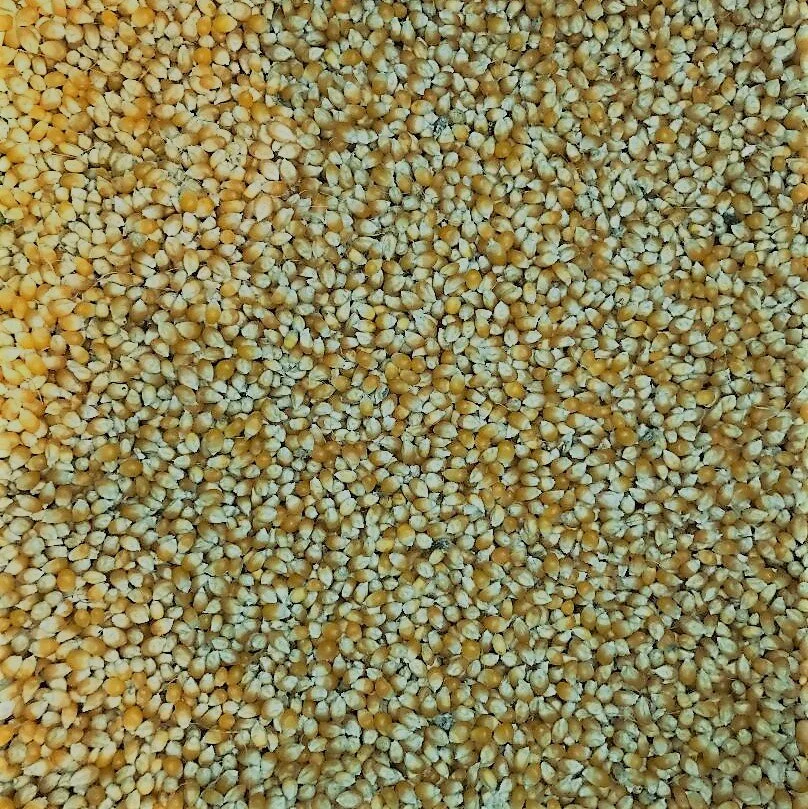 Popcorn — Rebel Pickle