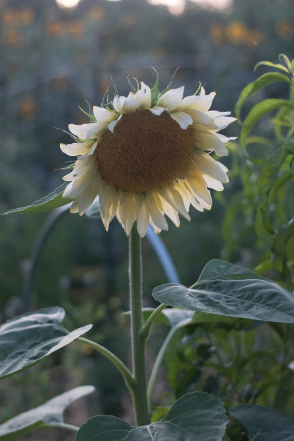 Flower Sunflower White