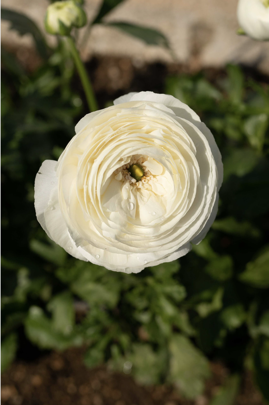 White Ranunculus Plant