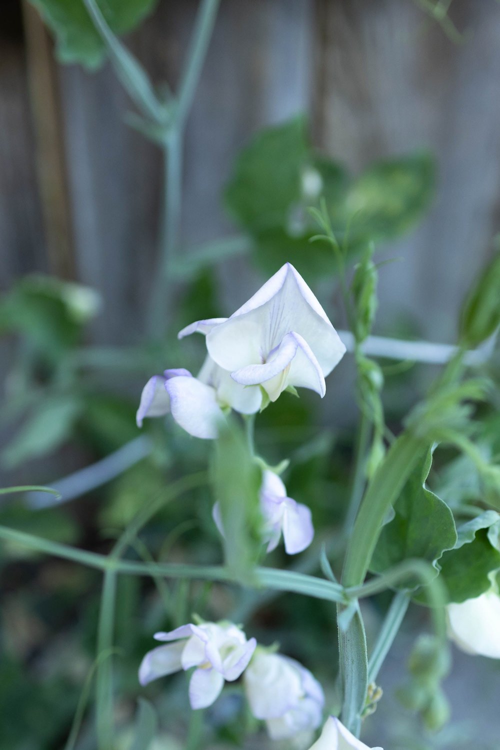 White Sweet Pea Flower