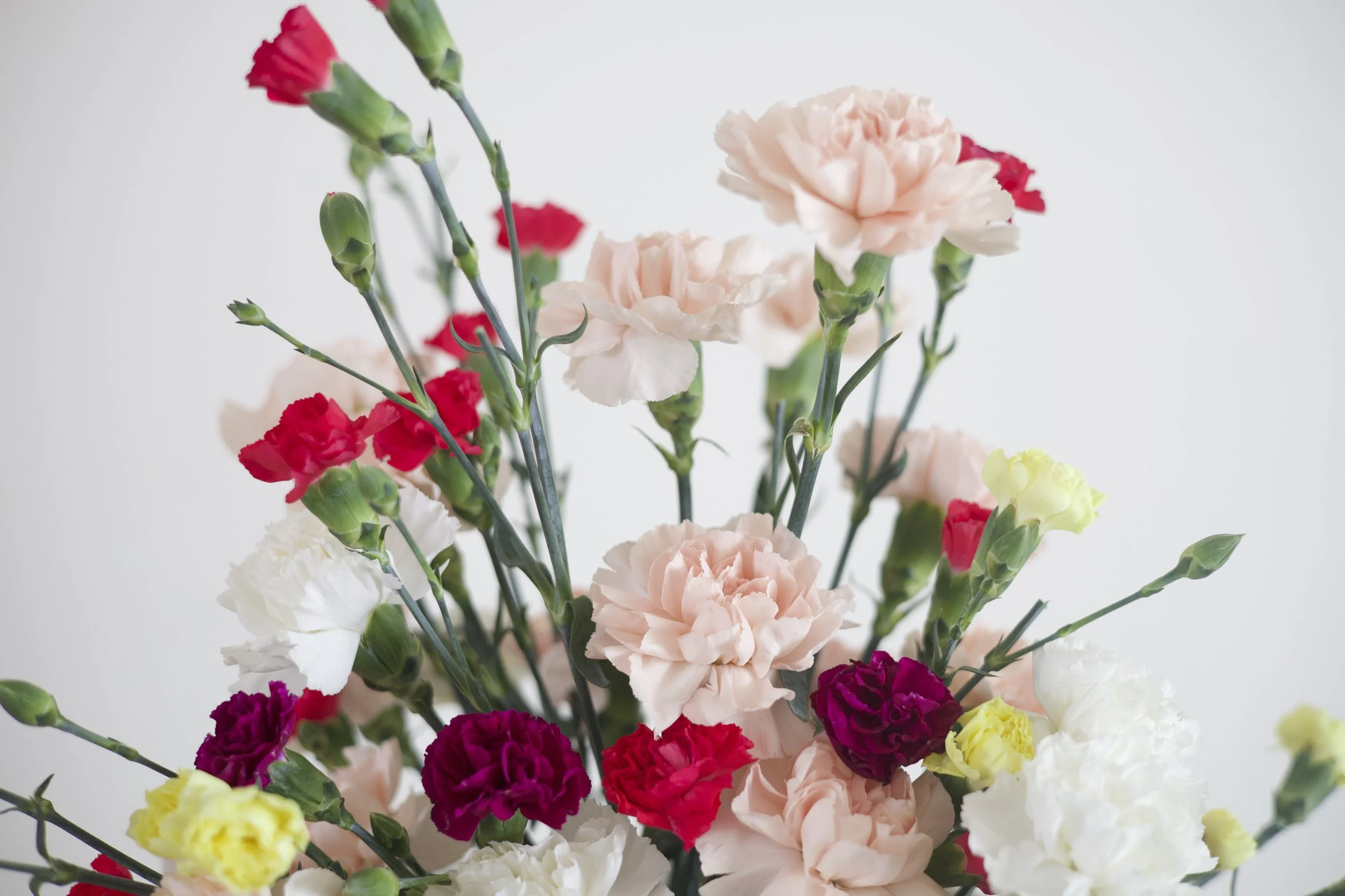 Pixie Carnation Flower | Best Flower Site