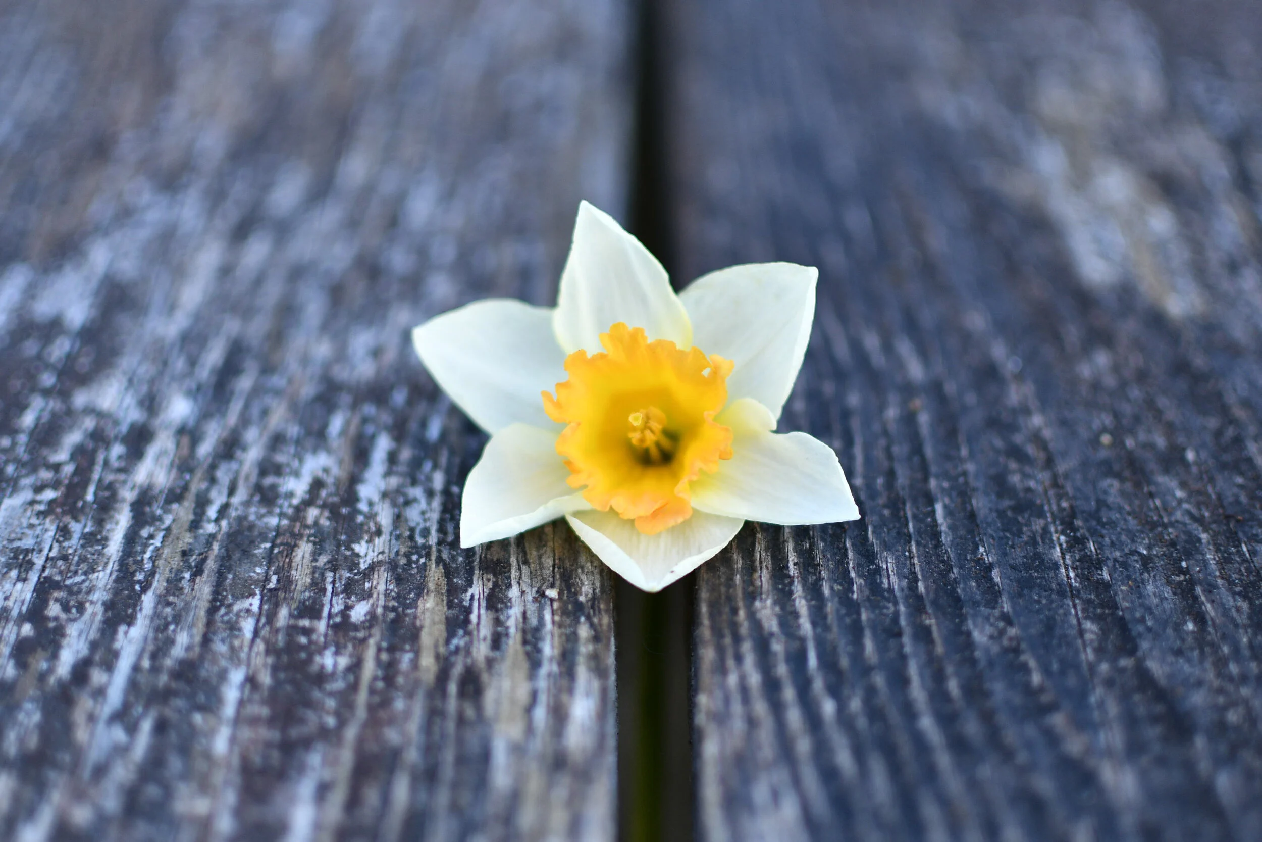 Learning resources-Pacific Floral | Comox Valley Florist | Tofino ...