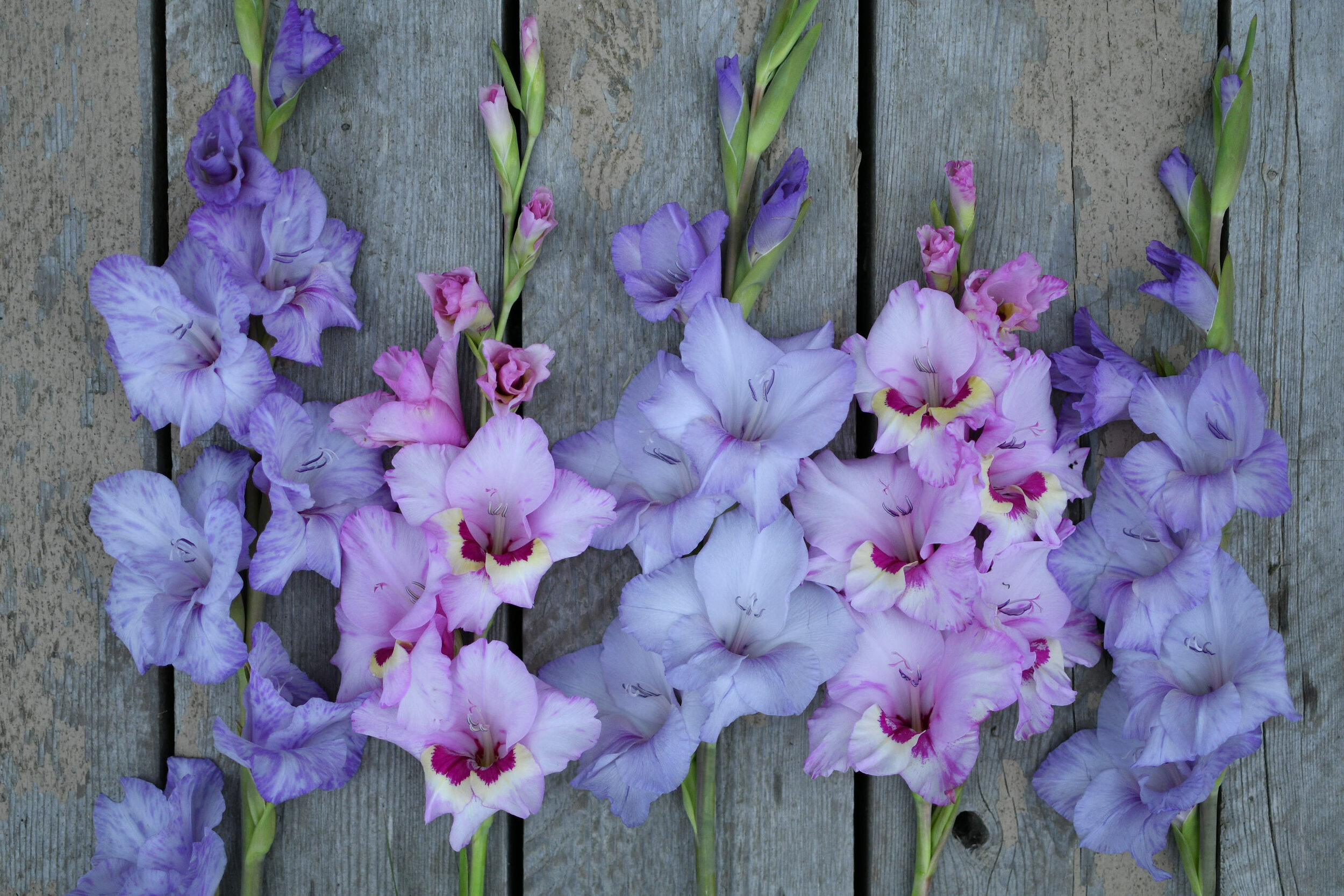 Pacific Floral Farm | Comox Valley Florist | Tofino Florist | Ucluelet ...