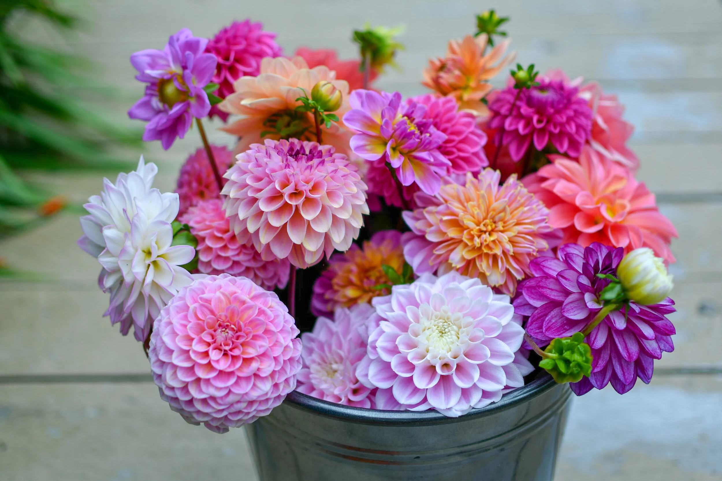 Gallery-Pacific Floral | Comox Valley Florist | Tofino Florist ...