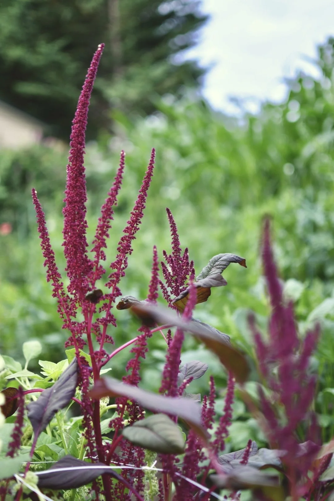 Amaranthus Cruentus Red Spike