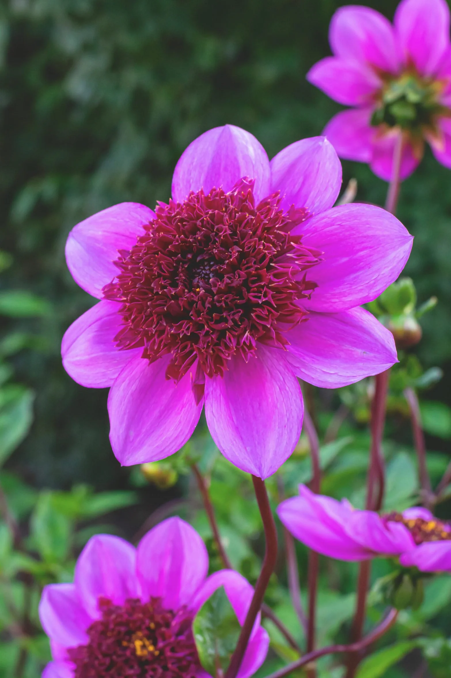 Dahlia tuber Shop-Pacific Floral | Comox Valley Florist | Tofino ...