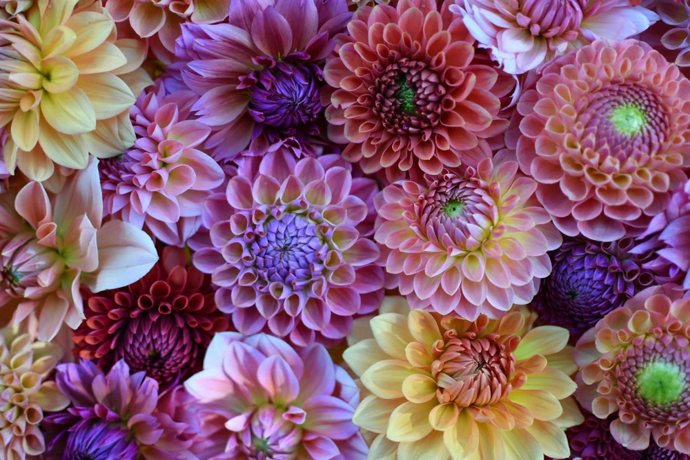 Pacific Floral Farm | Comox valley Florist | Tofino Florist | Ucluelet ...