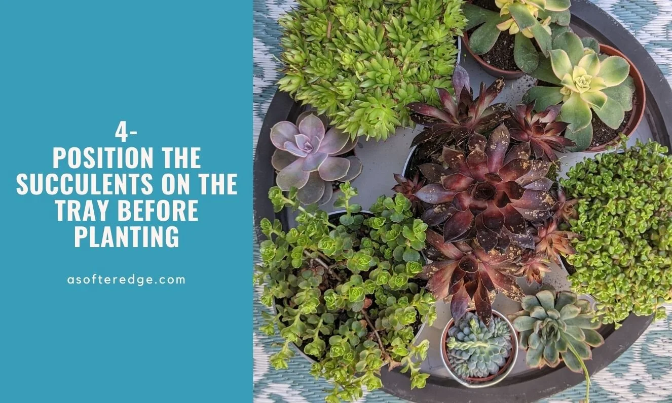 How to make a succulent display for your garden — A Softer Edge