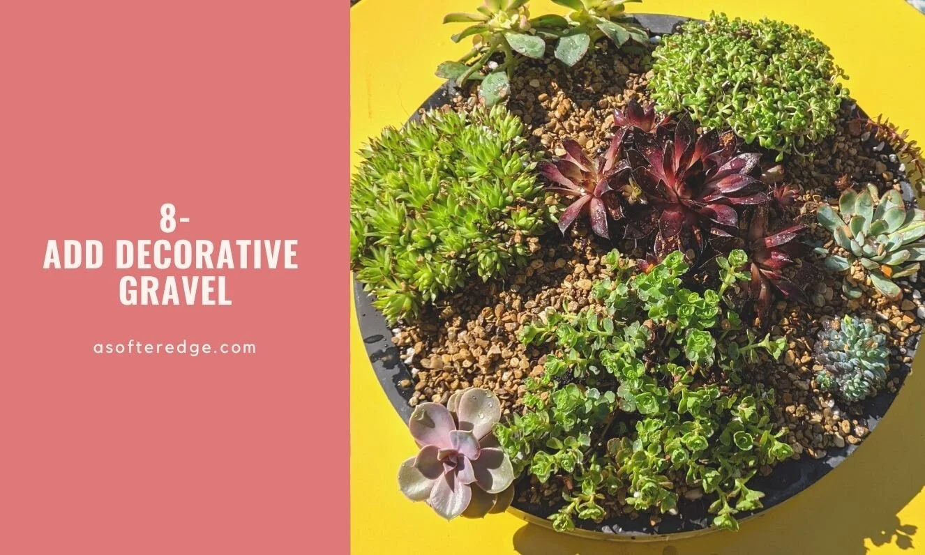 How to make a succulent display for your garden — A Softer Edge