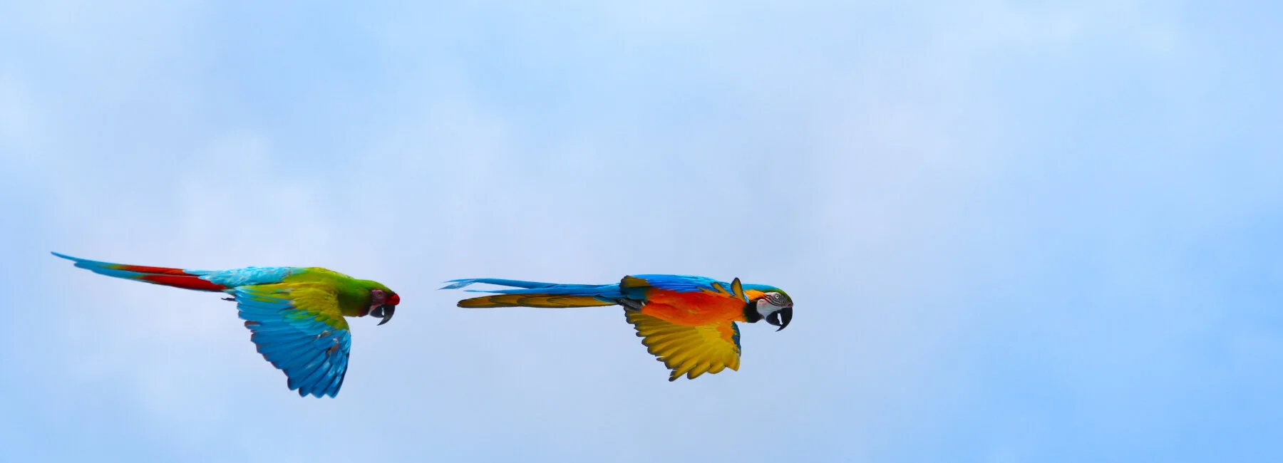 About — Fly Parrots