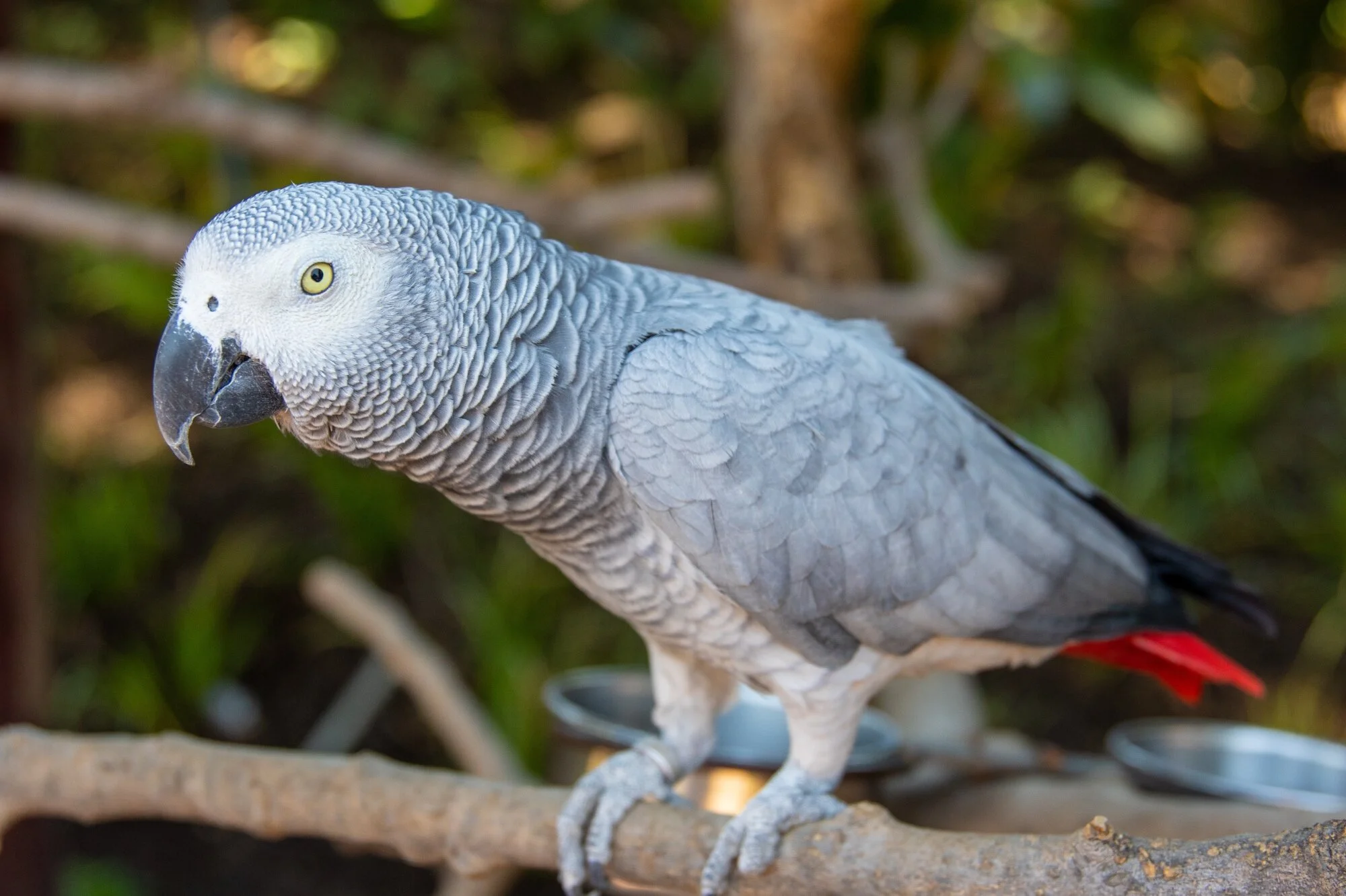 Polly — Fly Parrots