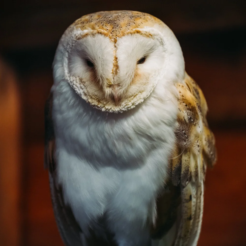 Our Suppliers — Hedingham Castle