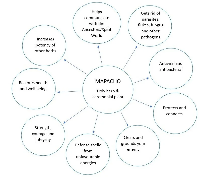 About Mapacho tobacco | Pathway teaching | Healing for the Heart and Soul