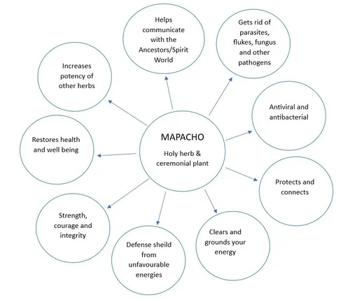 About Mapacho tobacco | Pathway teaching | Healing for the Heart and Soul