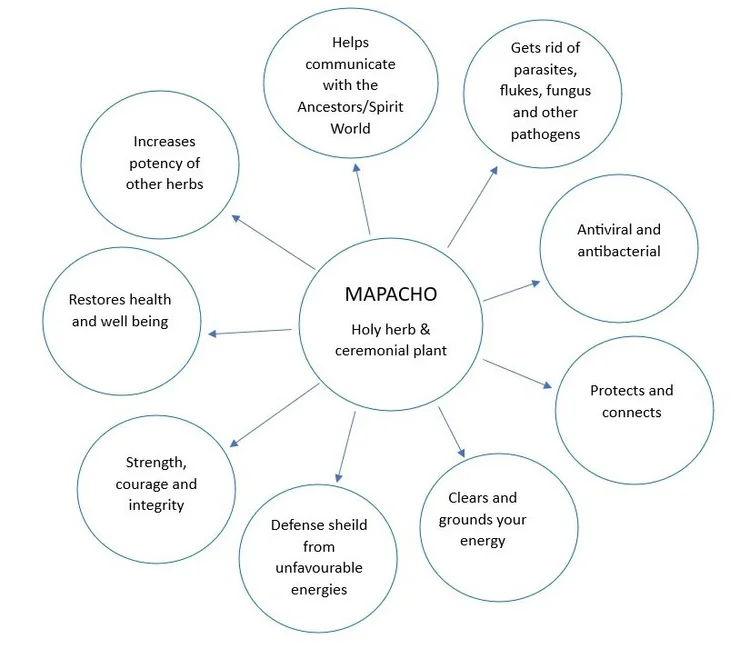 About Mapacho tobacco | Pathway teaching | Healing for the Heart and Soul