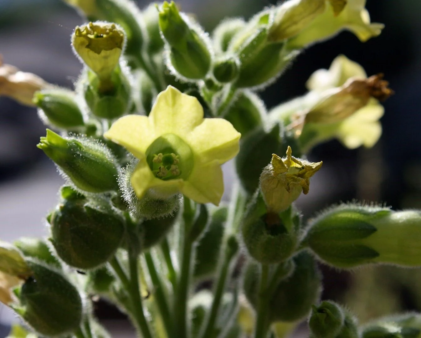 About Mapacho tobacco | Pathway teaching | Healing for the Heart and Soul