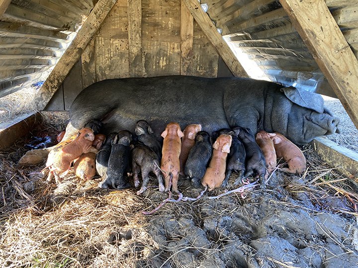Duroc Pig