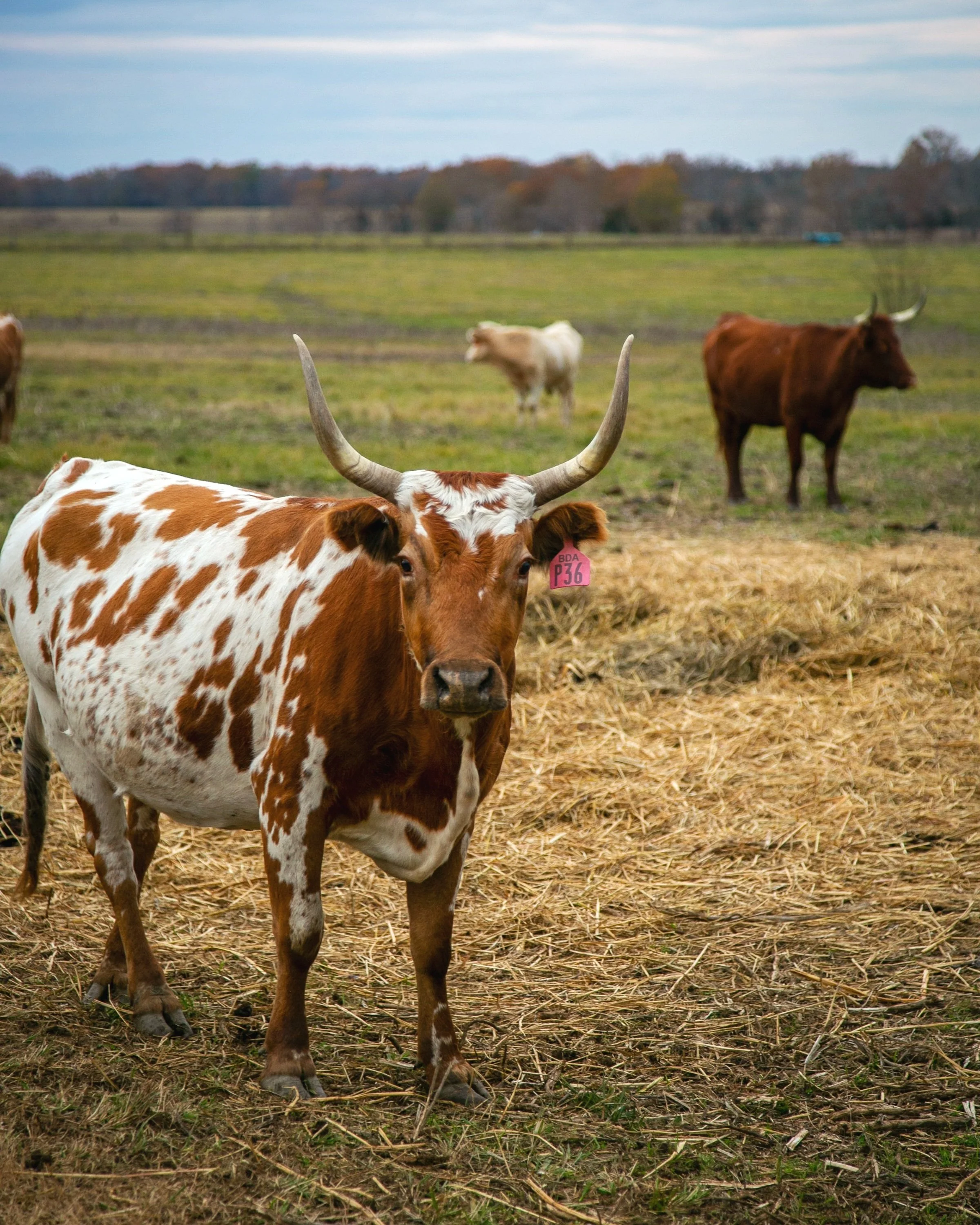 Pineywoods Cattle