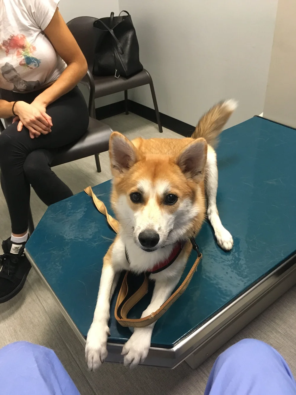 York Veterinary Center
