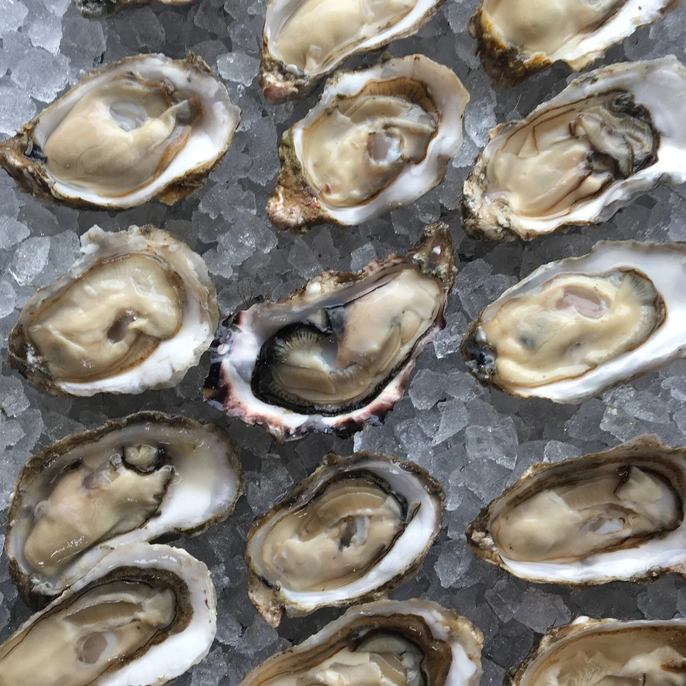 Jakolof Bay Oyster Co.