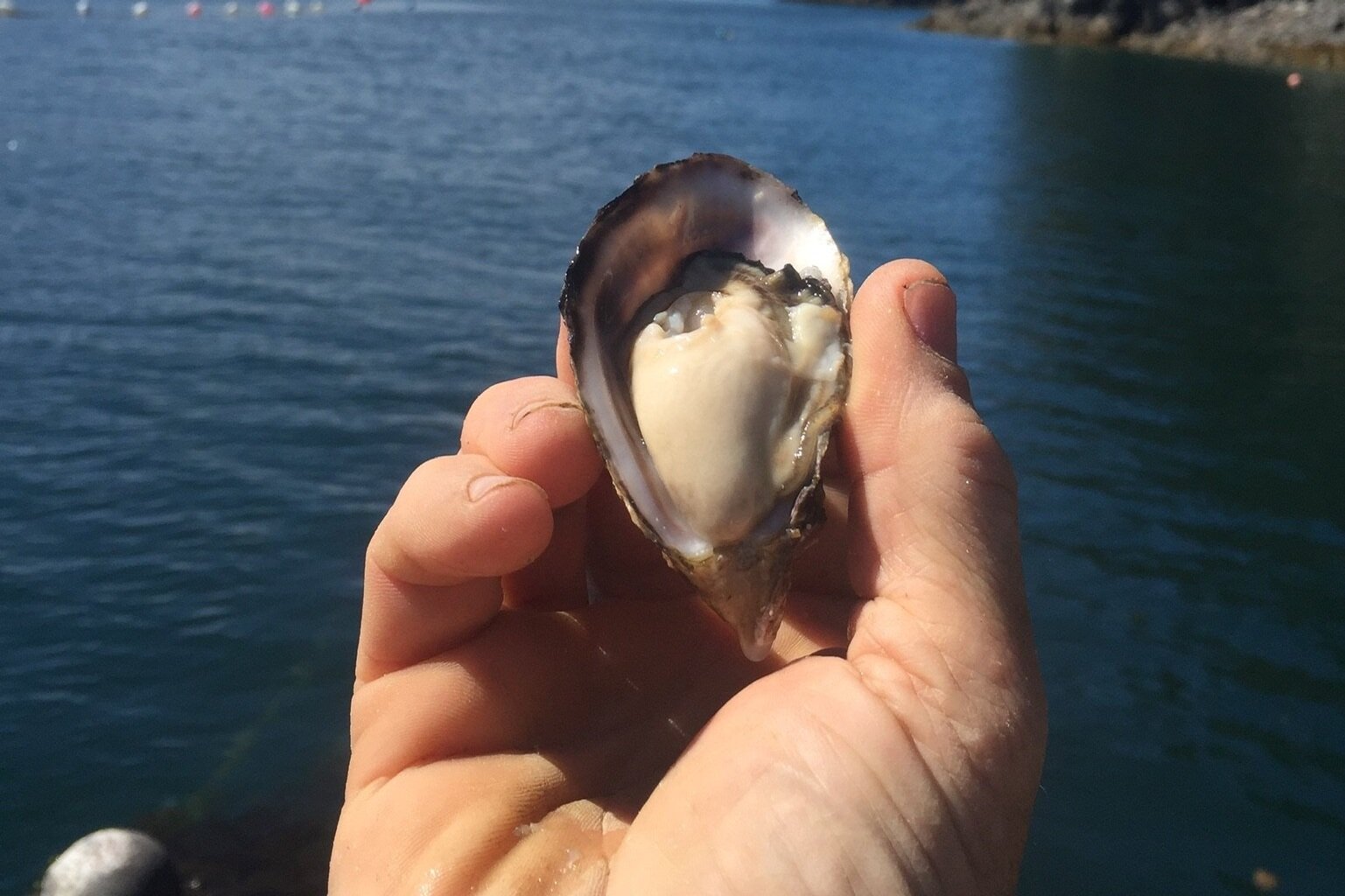 Oyster Care — Jakolof Bay Oyster Co.