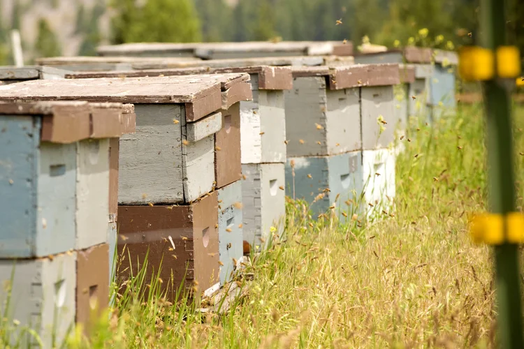 Press — Honeybee Museum