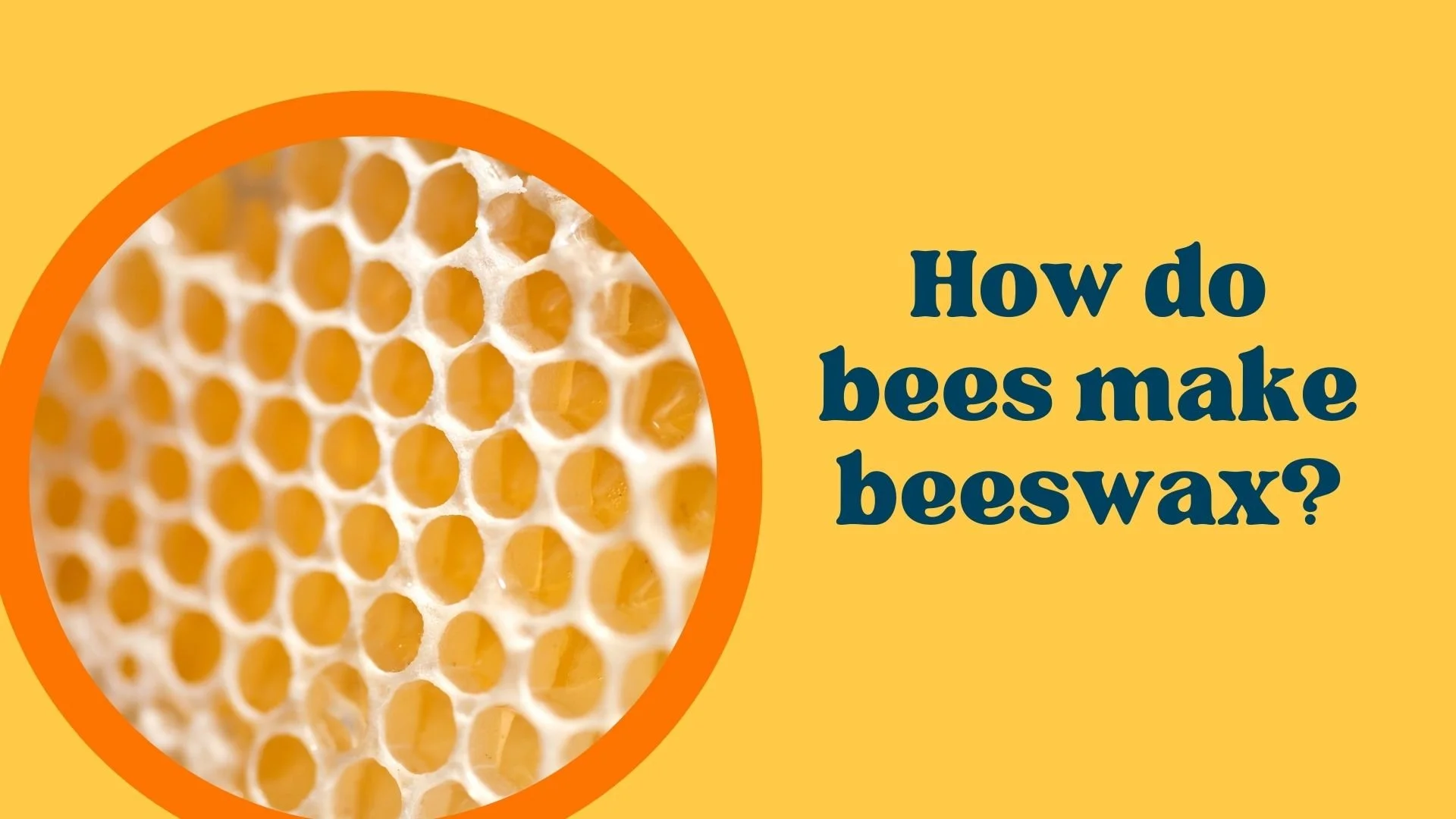 Pollinating Minds — Honeybee Museum