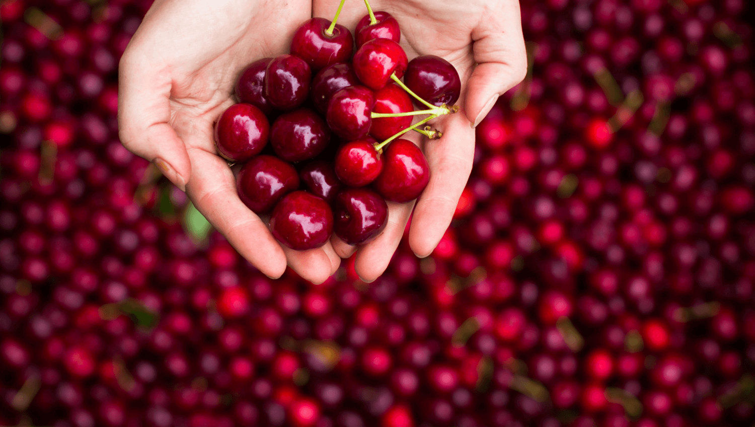 XXL Cherries — CMI Cherries