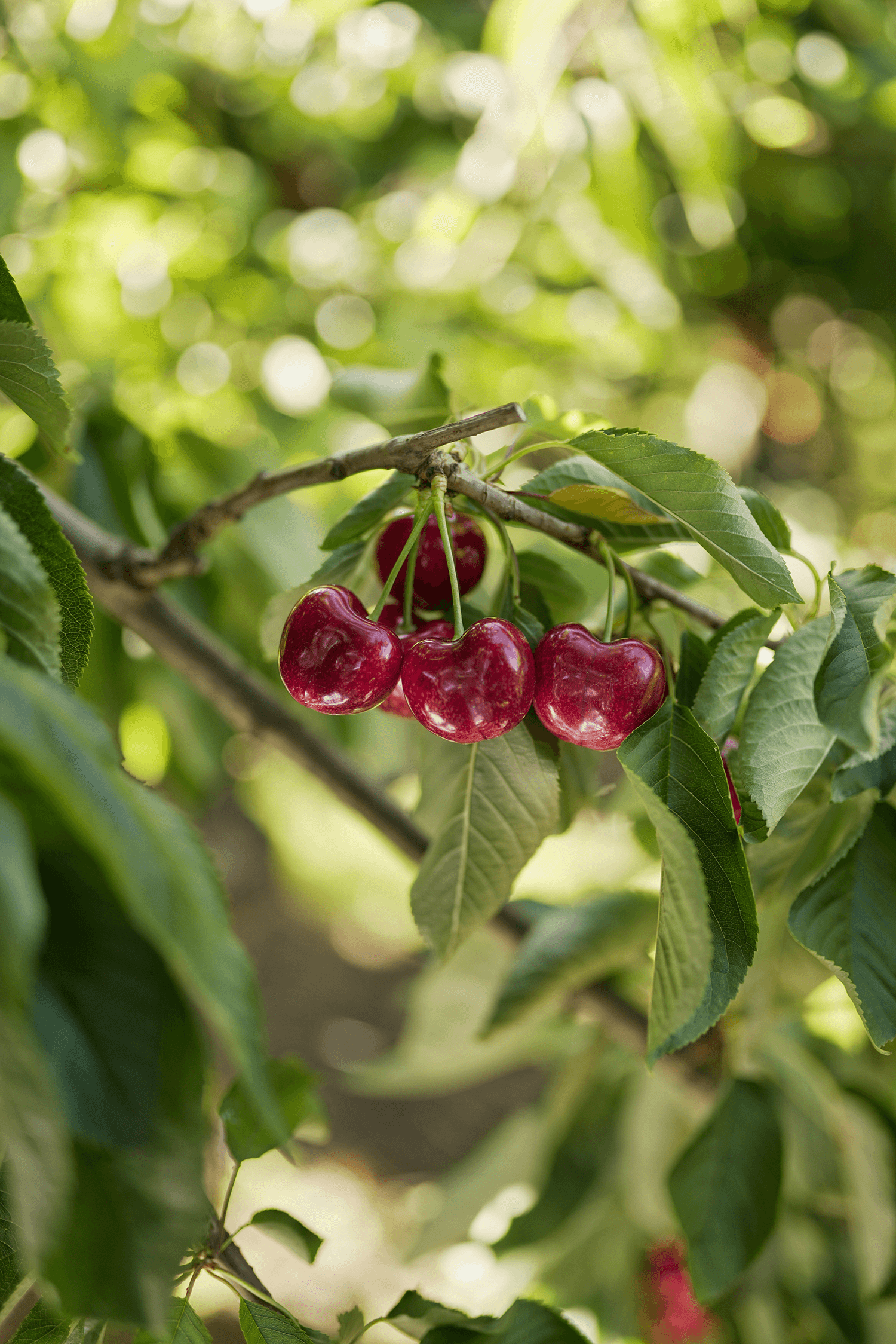 Strawberry Cherries — CMI Cherries