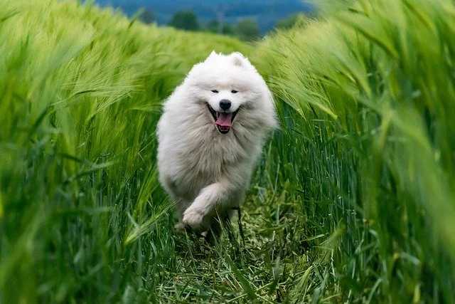 Everything You Need to Know to Run an Unforgettable Dog Show — OwnersOasis