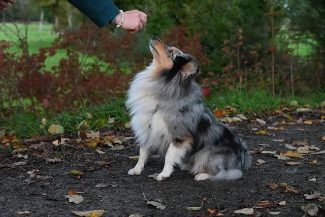 From Novice to Pro: A Complete Guide to Confident Dog Handling ...