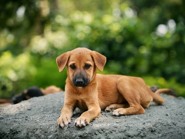 What Language Do Dog Handlers Use? — OwnersOasis