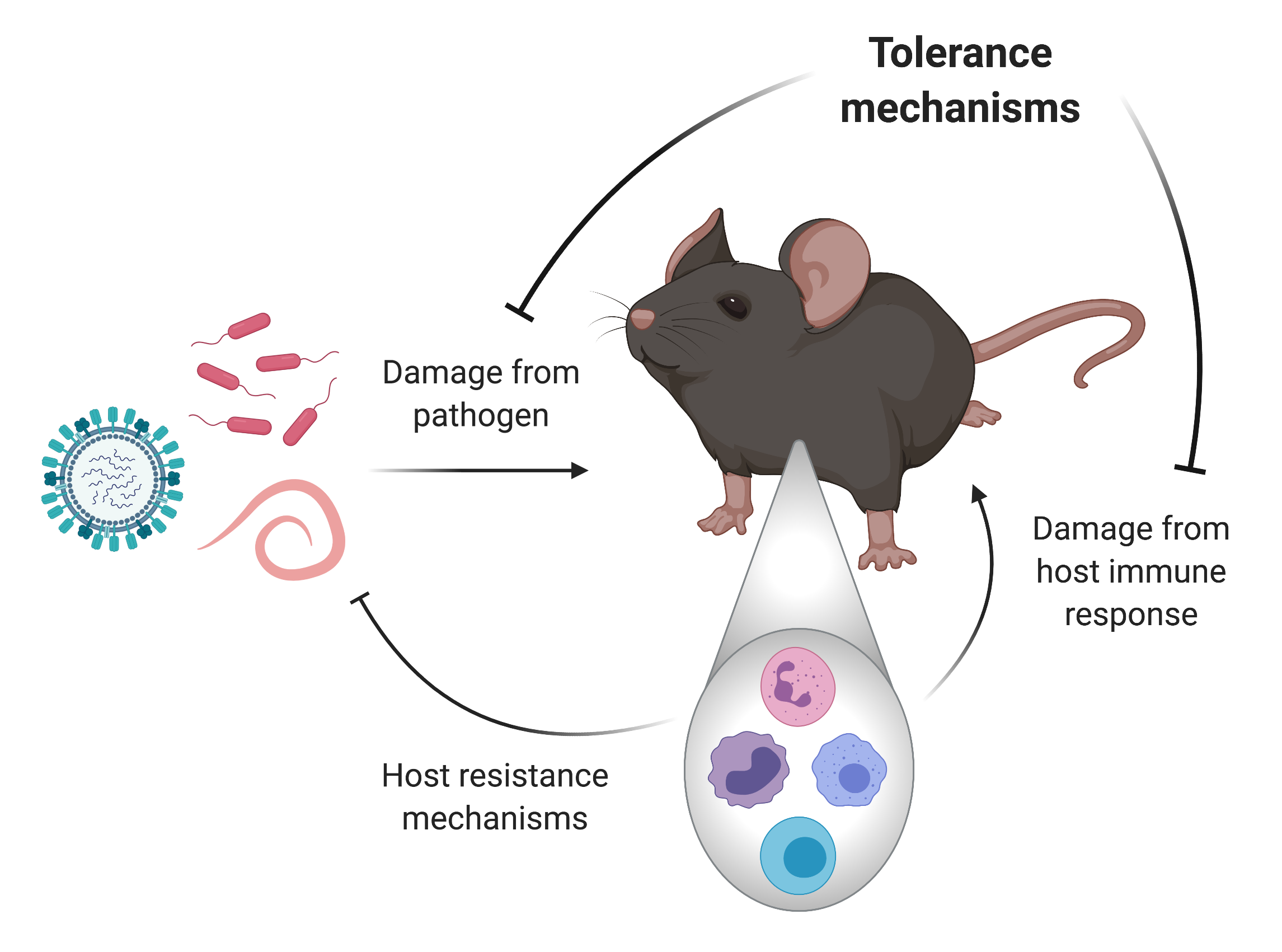 Research — FRANKLIN LAB