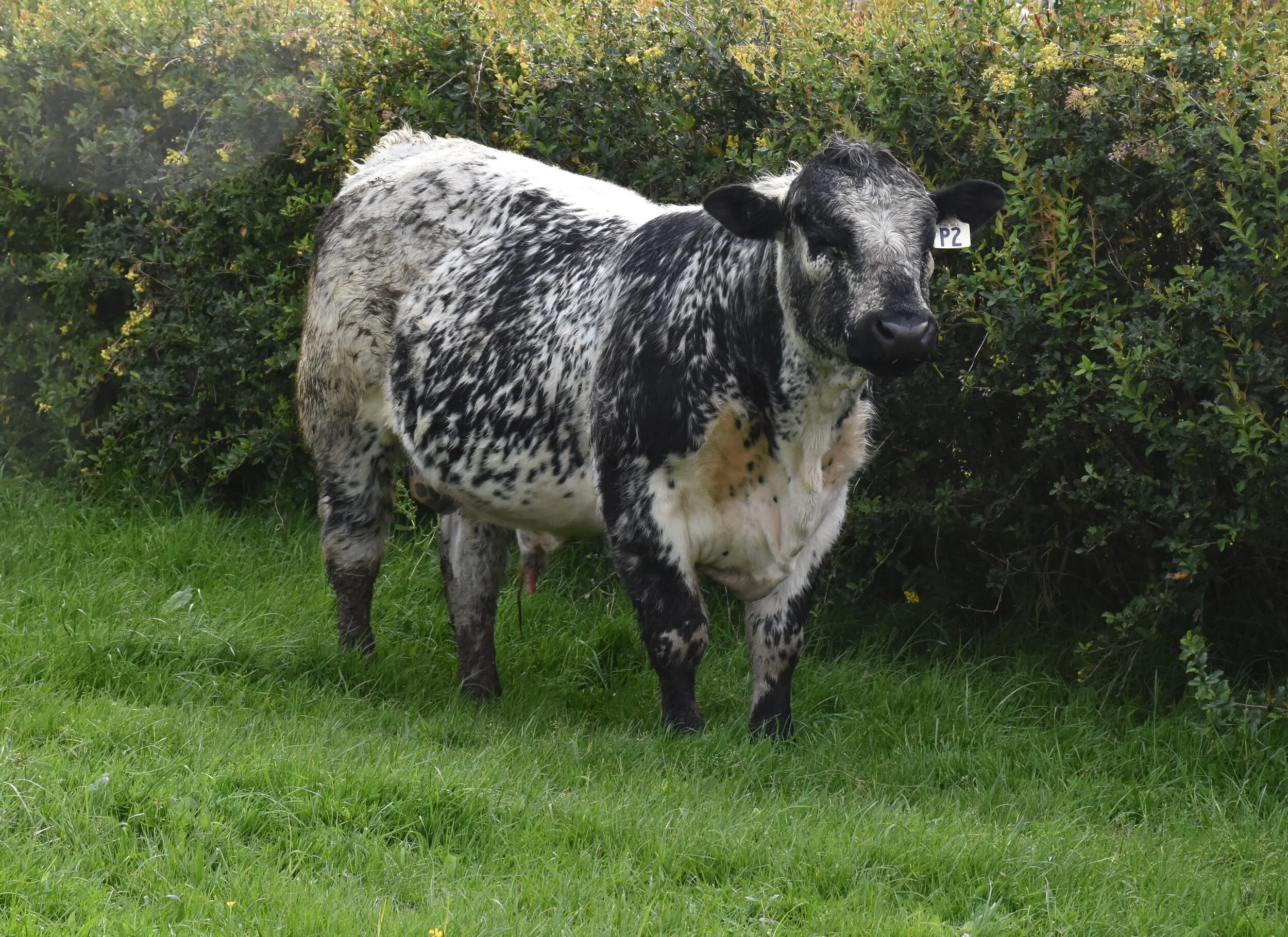 Bulls — Pine Hill Speckle Park Cattle