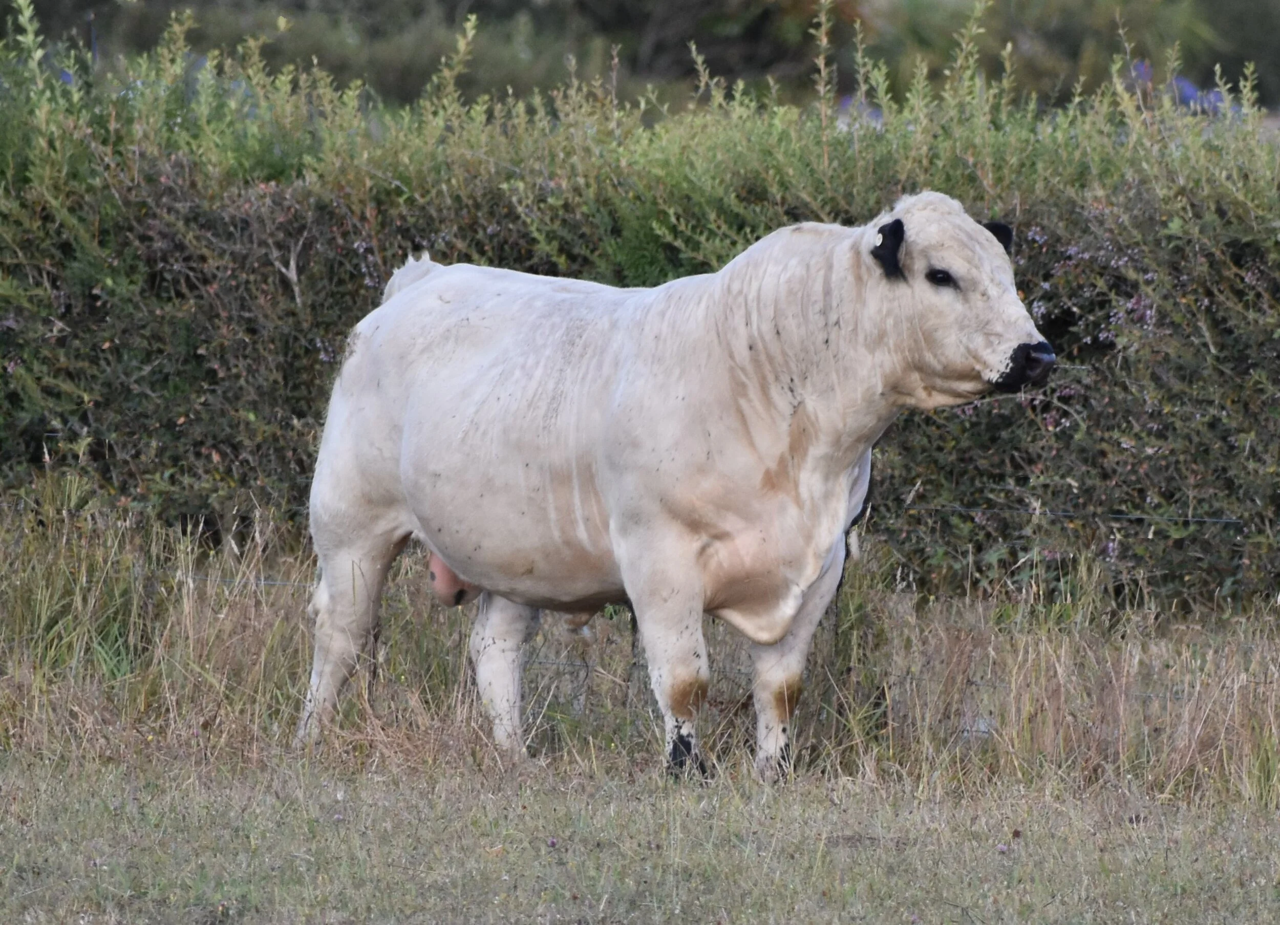 Bulls — Pine Hill Speckle Park Cattle