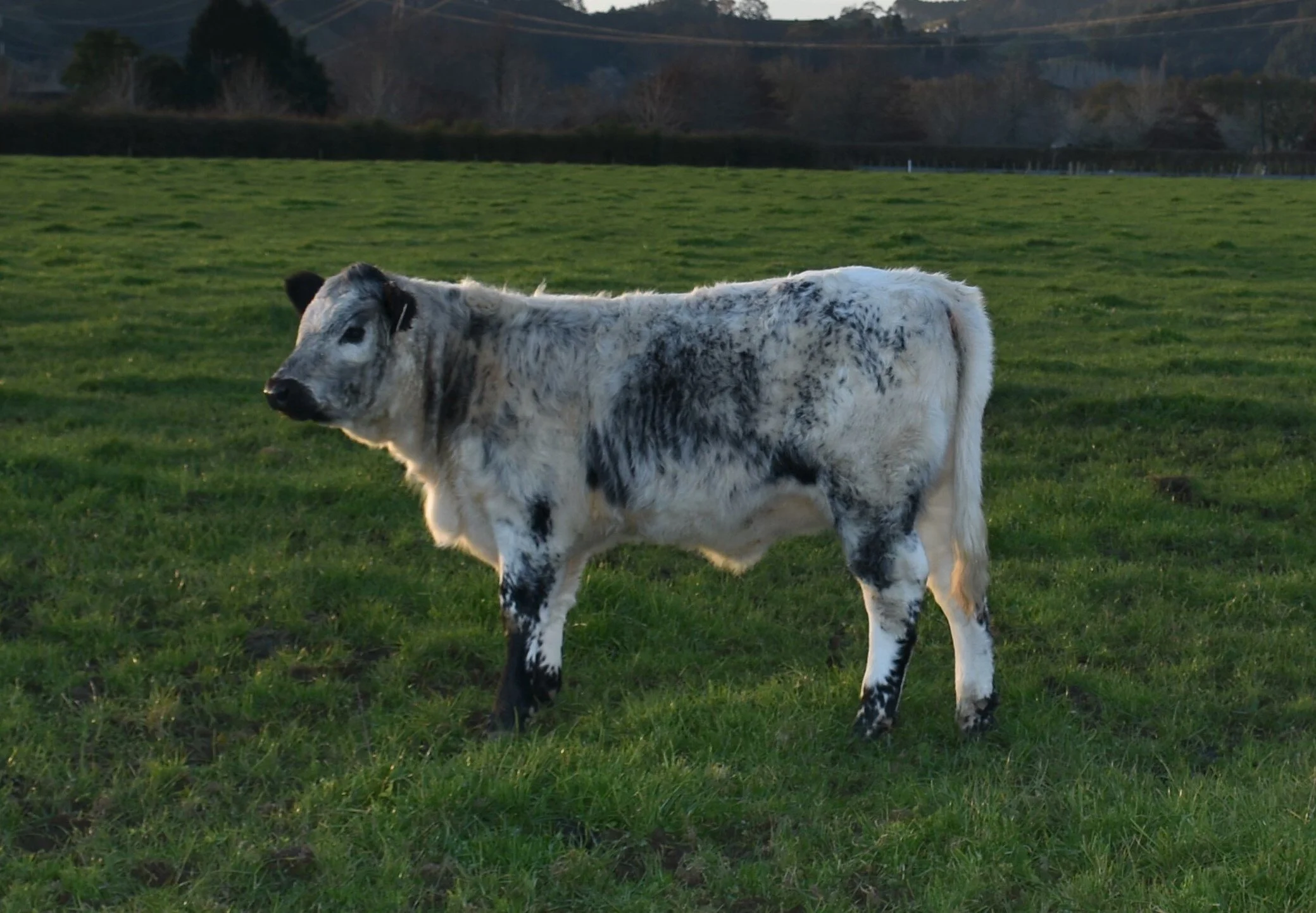 Sales — Pine Hill Speckle Park Cattle