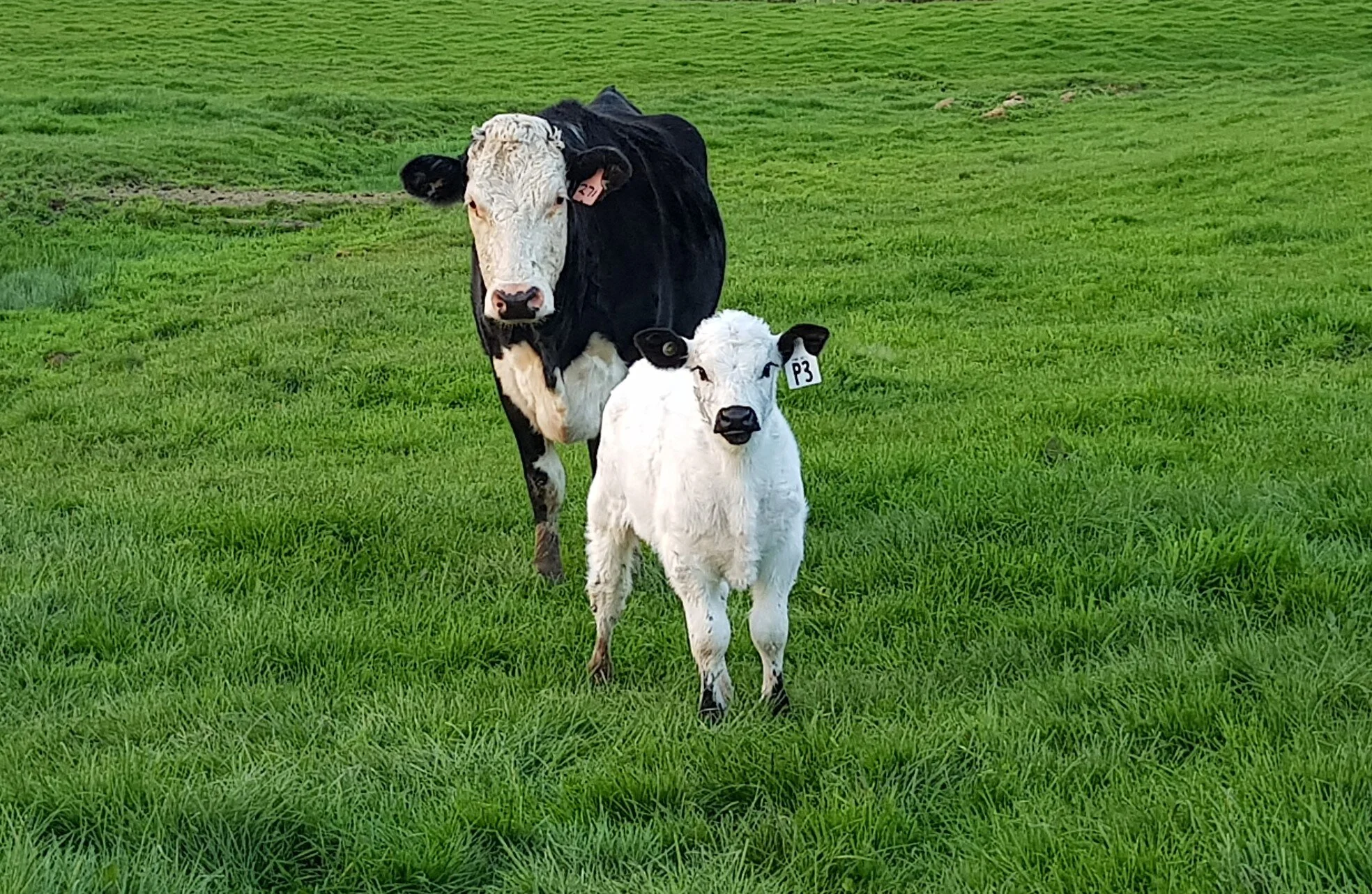 Sales — Pine Hill Speckle Park Cattle