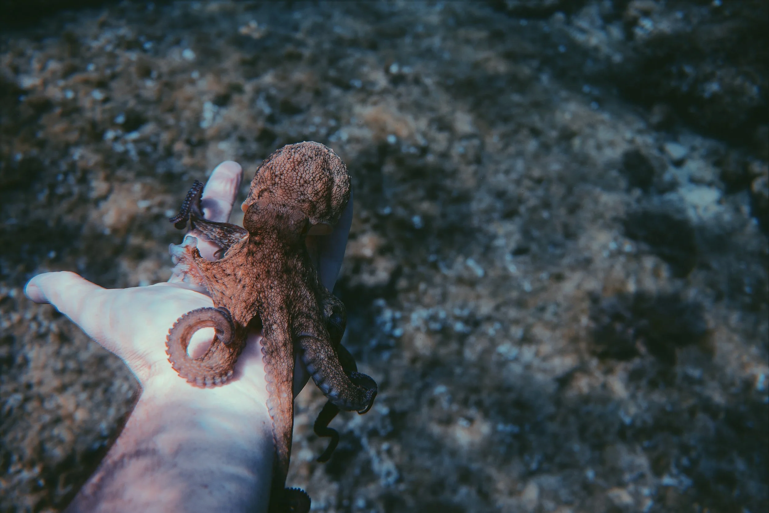Phylum Mollusca Octopus