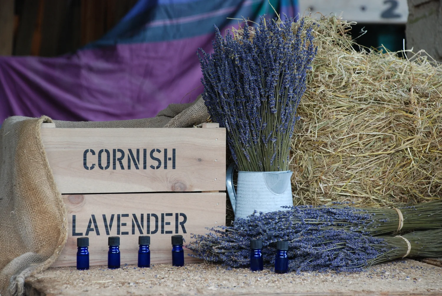 Cornish Lavender