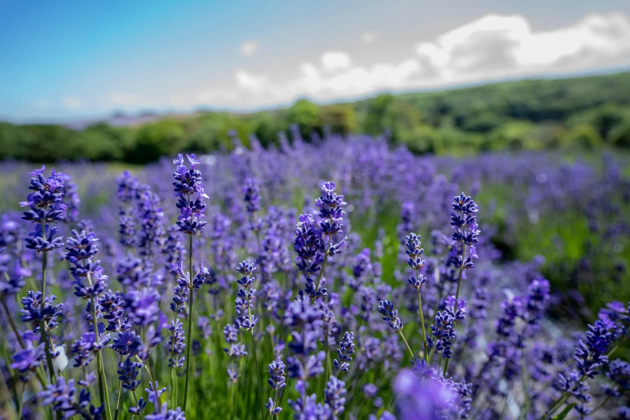 Cornish Lavender
