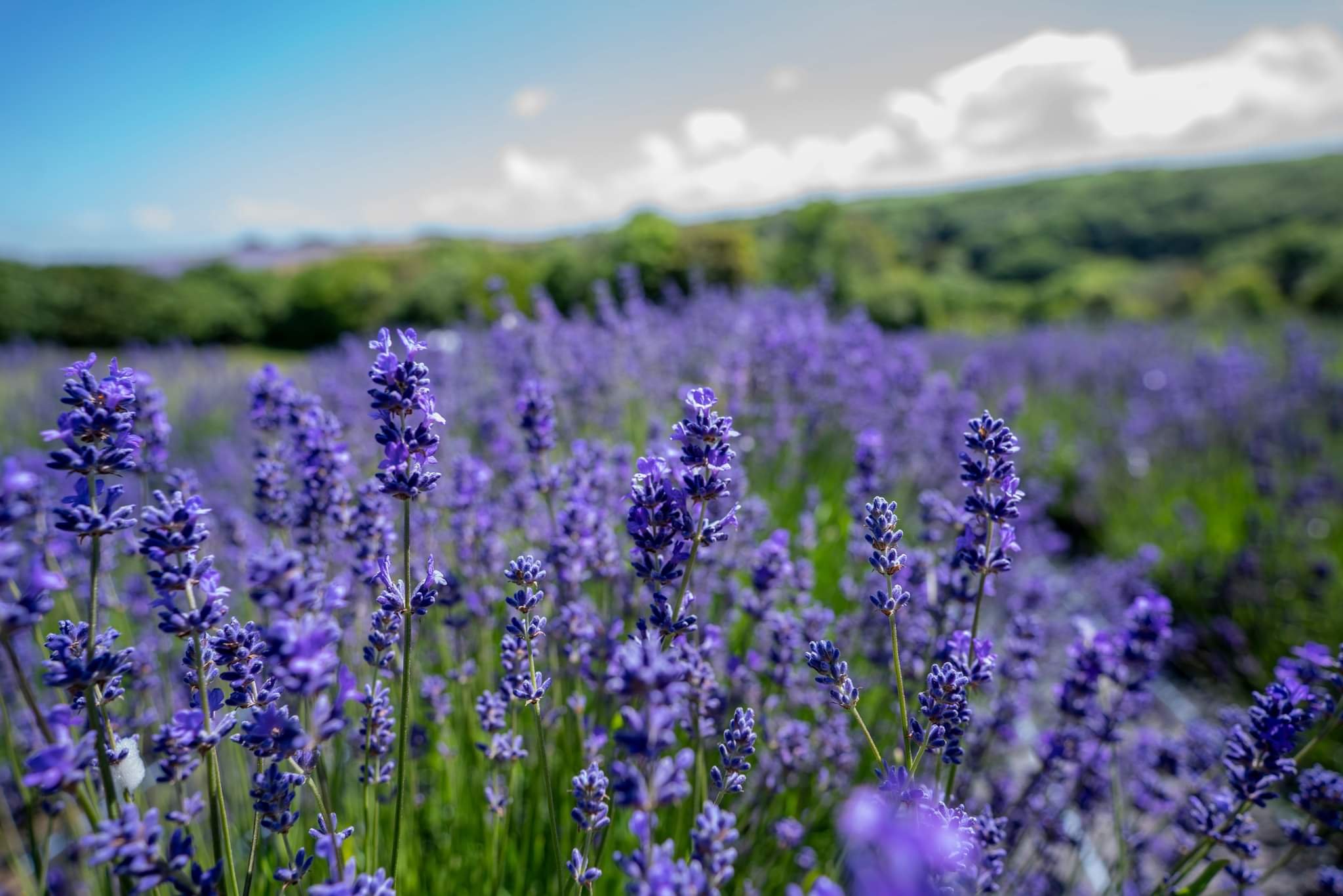 Cornish Lavender