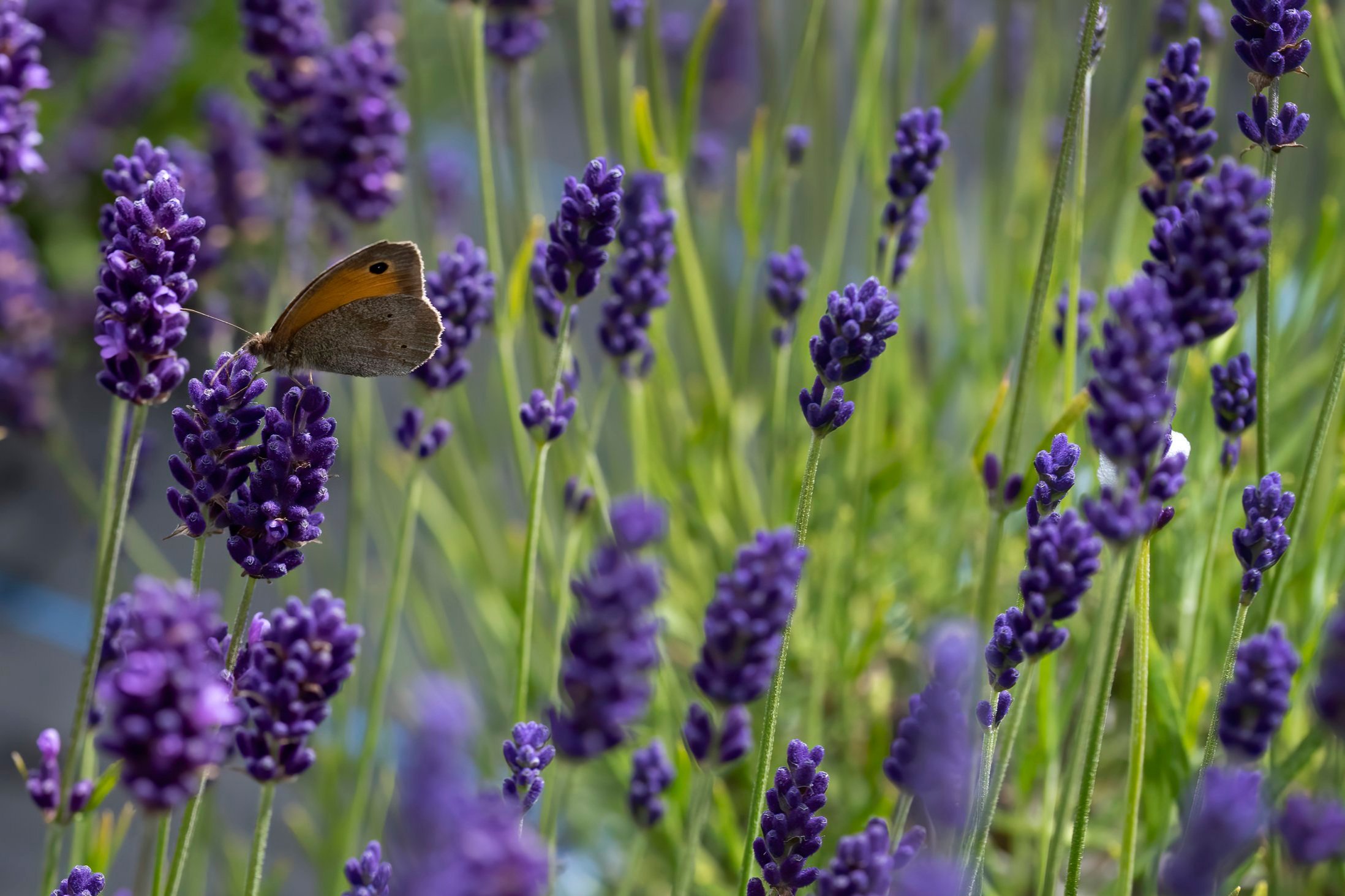 Cornish Lavender