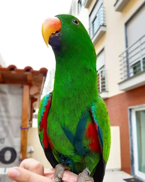 Bird Harnesses, Leashes, & Accessories | Aviator Bird Harness