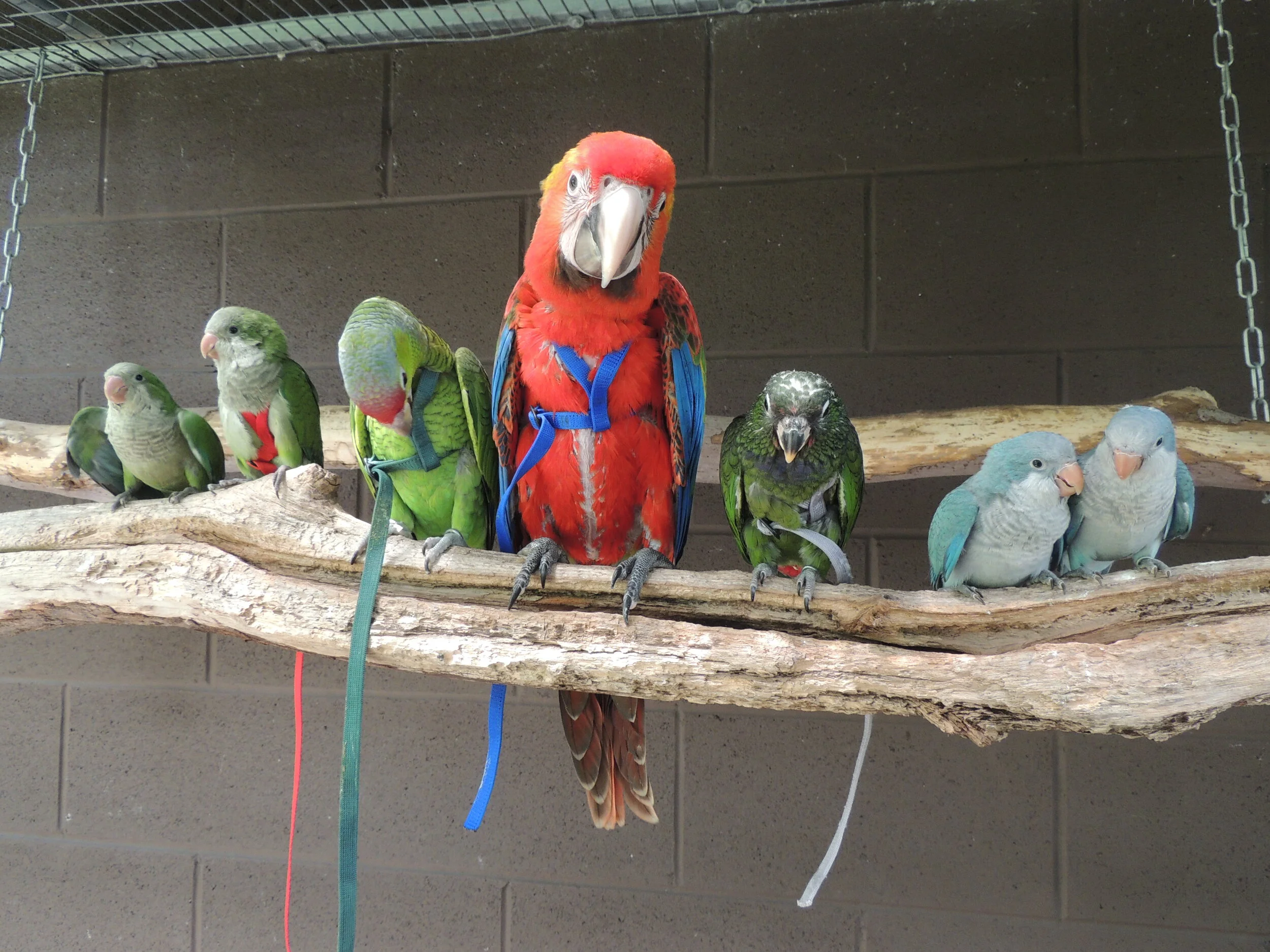 Baby Parakeets Development