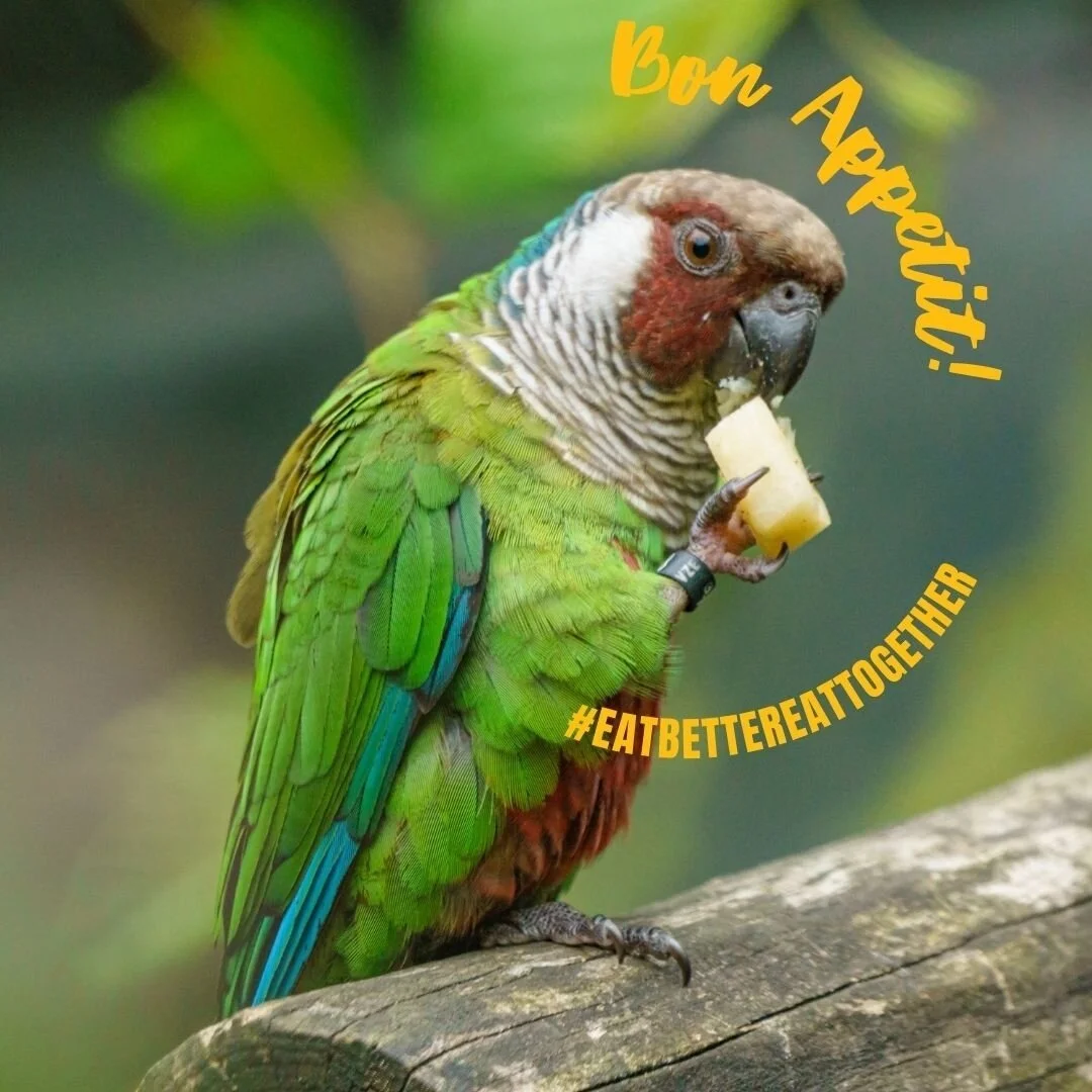 Training Support | The Aviator Harness